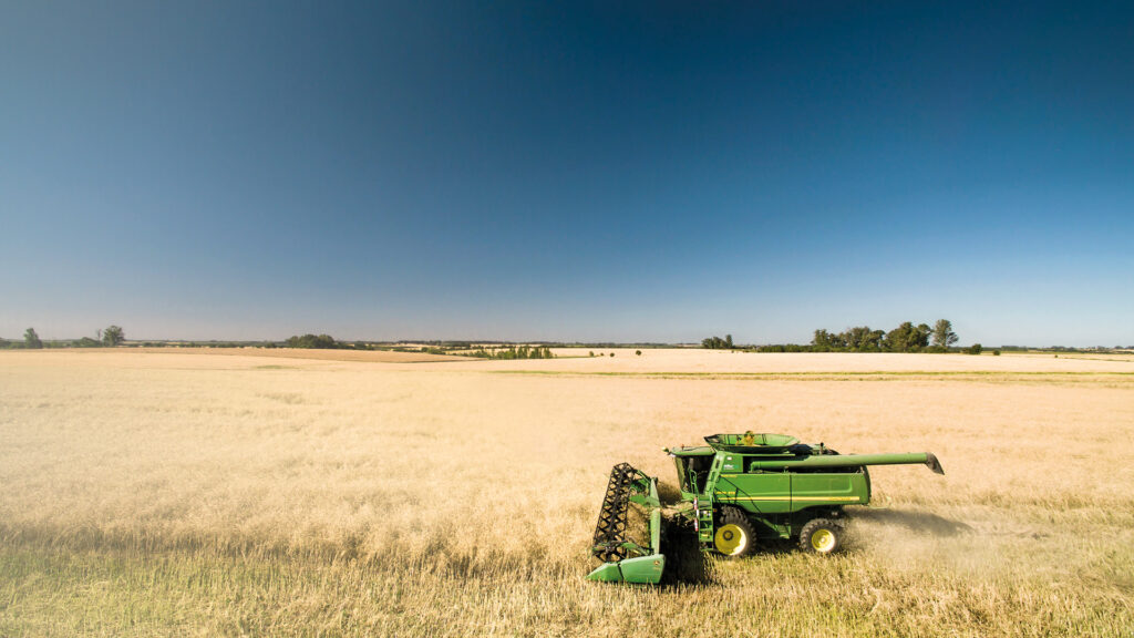 La Brassica carinata, el nuevo cultivo que ya cotiza como la soja ...