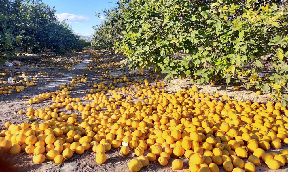Qué Pasa Con La Producción De Limones En El Norte Argentino Noticampo
